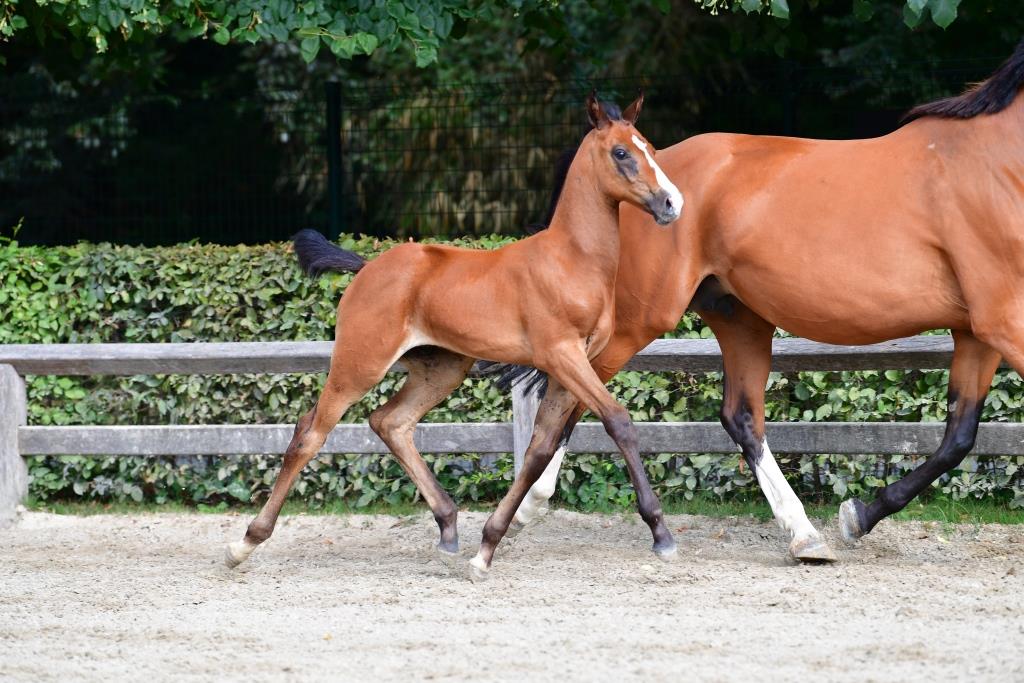 Chacco Blue veulen op veiling WK Zangersheide - Nieuws Picobello Horses